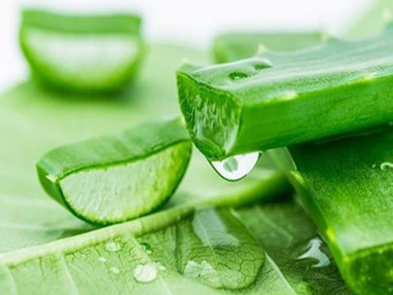 Plant Extract Enzymes